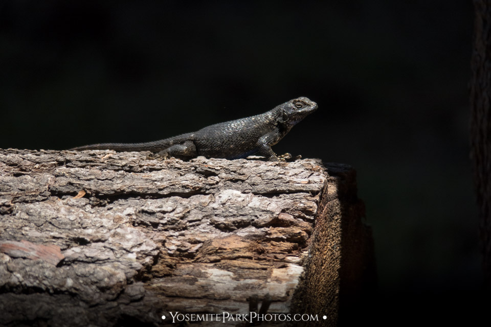 Northwestern Fence Lizard (AKA "Bluebelly") | Yosemite Park Photos