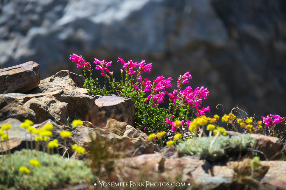 Yosemite Wildflowers - Summer's Dazzling Colors | Yosemite Park Photos