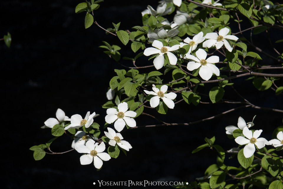 5 Reasons Spring is the Best Time For a Park Visit | Yosemite Park Photos