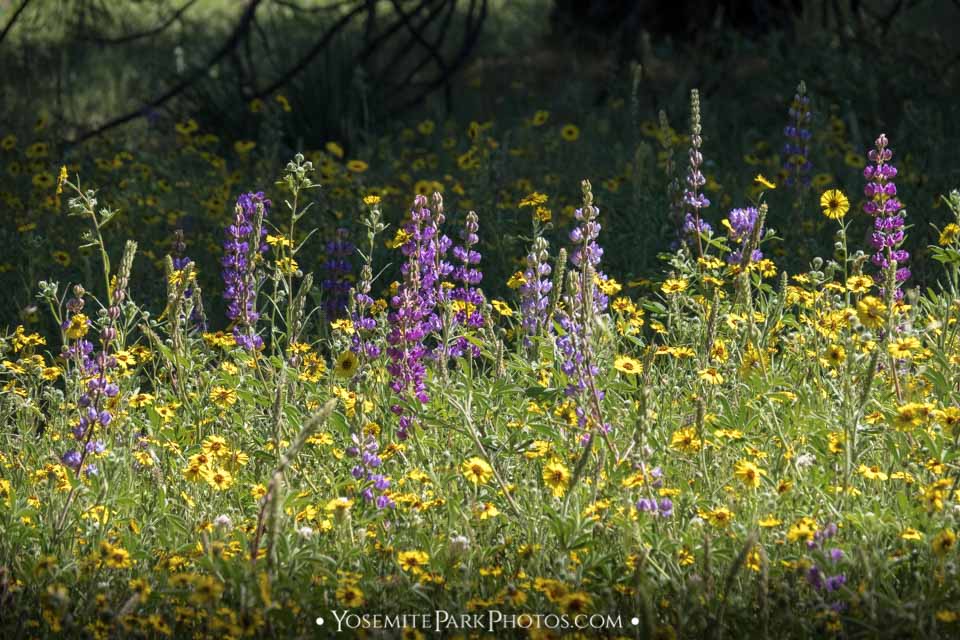 Yosemite Wildflowers - Summer's Dazzling Colors | Yosemite Park Photos