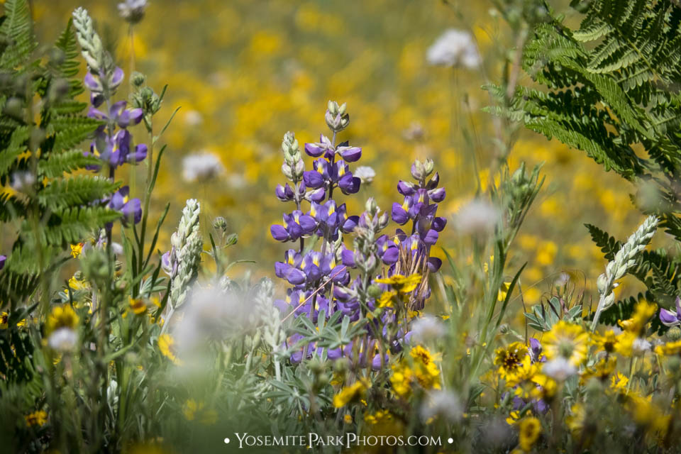 Yosemite Wildflowers - Summer's Dazzling Colors | Yosemite Park Photos