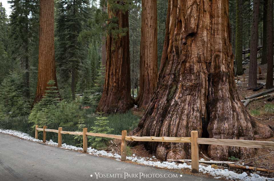 Mariposa Grove Photos - Worth The Effort | Yosemite Park Photos