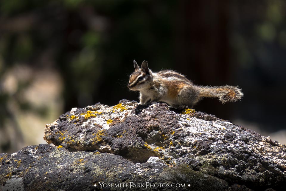 Yosemite Chipmunk - Curious Viewpoint Friends | Yosemite Park Photos