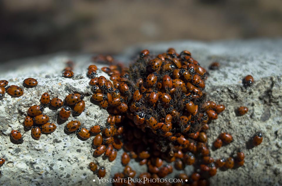 Ladybug Swarm Photos in October | Yosemite Park Photos