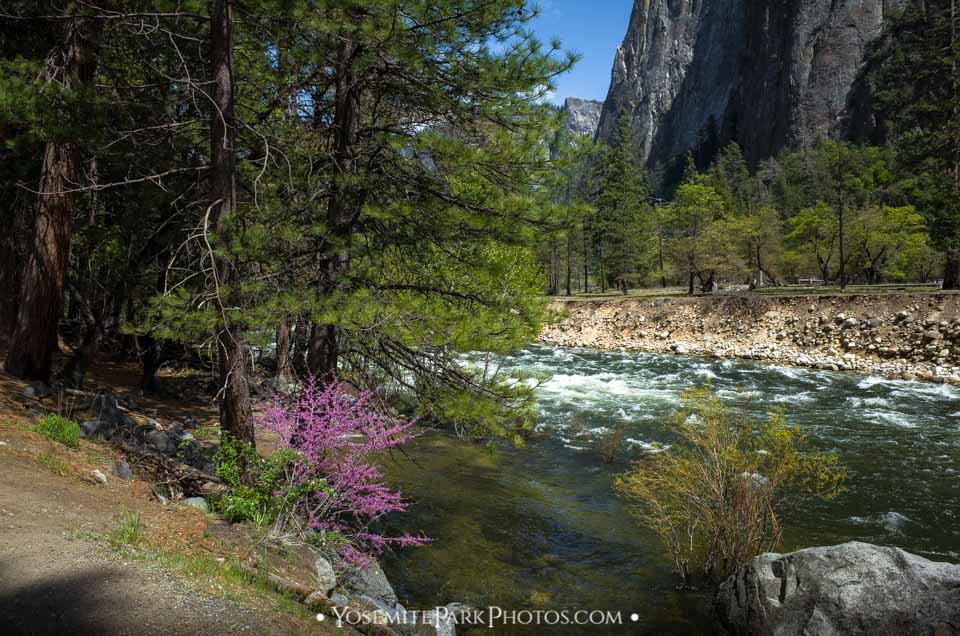 Merced River Photos - The Lifeline of the Valley | Yosemite Park Photos