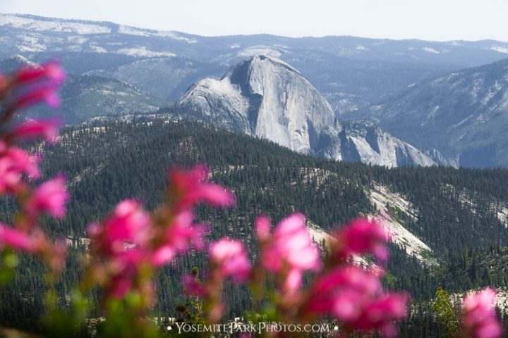 Yosemite Wildflowers - Summer's Dazzling Colors | Yosemite Park Photos