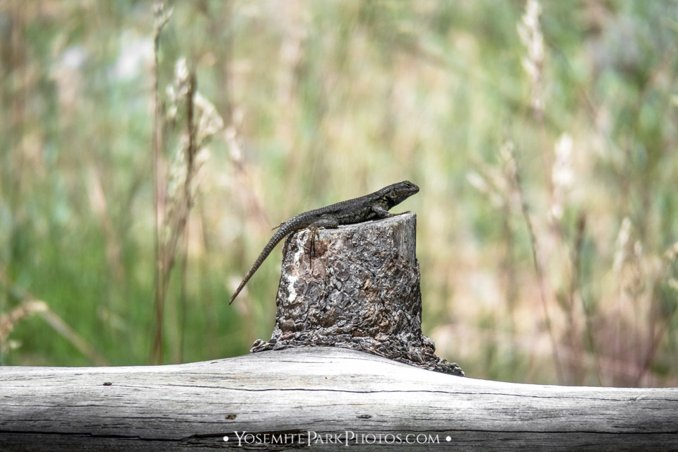 Northwestern Fence Lizard (AKA "Bluebelly") | Yosemite Park Photos