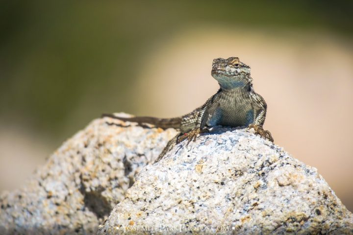 Northwestern Fence Lizard (AKA "Bluebelly") | Yosemite Park Photos