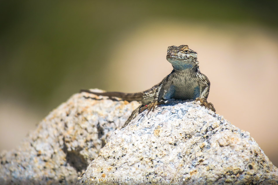 Northwestern Fence Lizard (AKA "Bluebelly") | Yosemite Park Photos