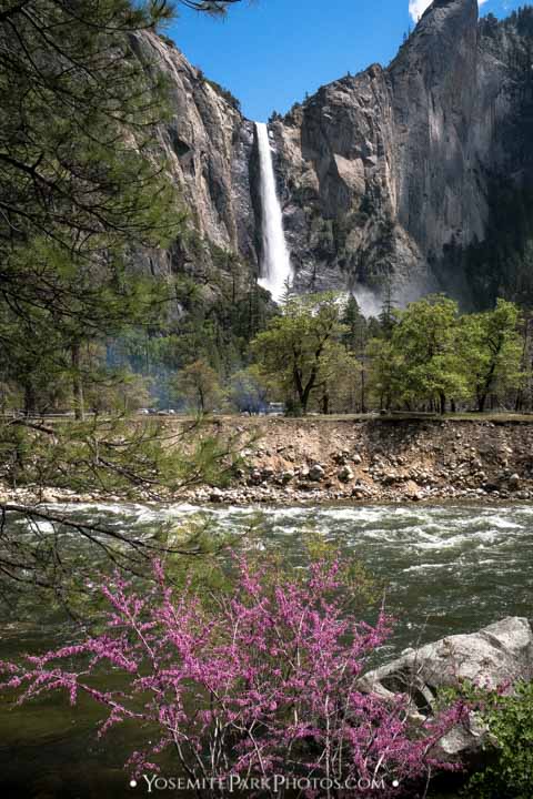 5 Reasons Spring is the Best Time For a Park Visit | Yosemite Park Photos