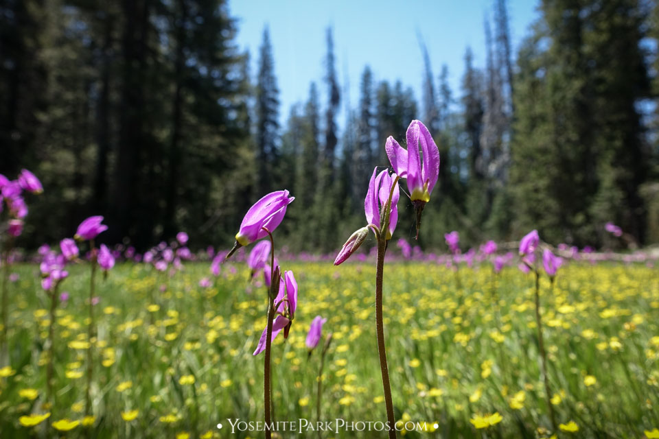 Yosemite Wildflowers - Summer's Dazzling Colors | Yosemite Park Photos