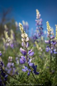 Yosemite Wildflowers - Summer's Dazzling Colors | Yosemite Park Photos