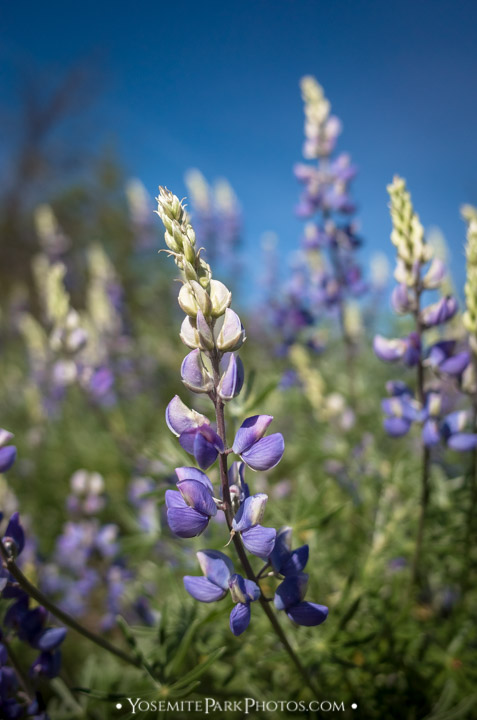 Yosemite Wildflowers - Summer's Dazzling Colors | Yosemite Park Photos