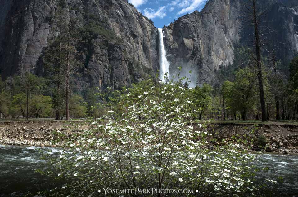 5 Reasons Spring is the Best Time For a Park Visit | Yosemite Park Photos
