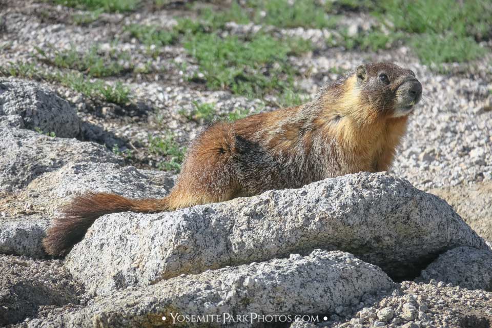 Yosemite Wildlife Photos: Animals of the Valley | Yosemite Park Photos